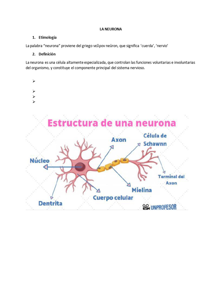 La Neurona | PDF | Neurona | Mielina