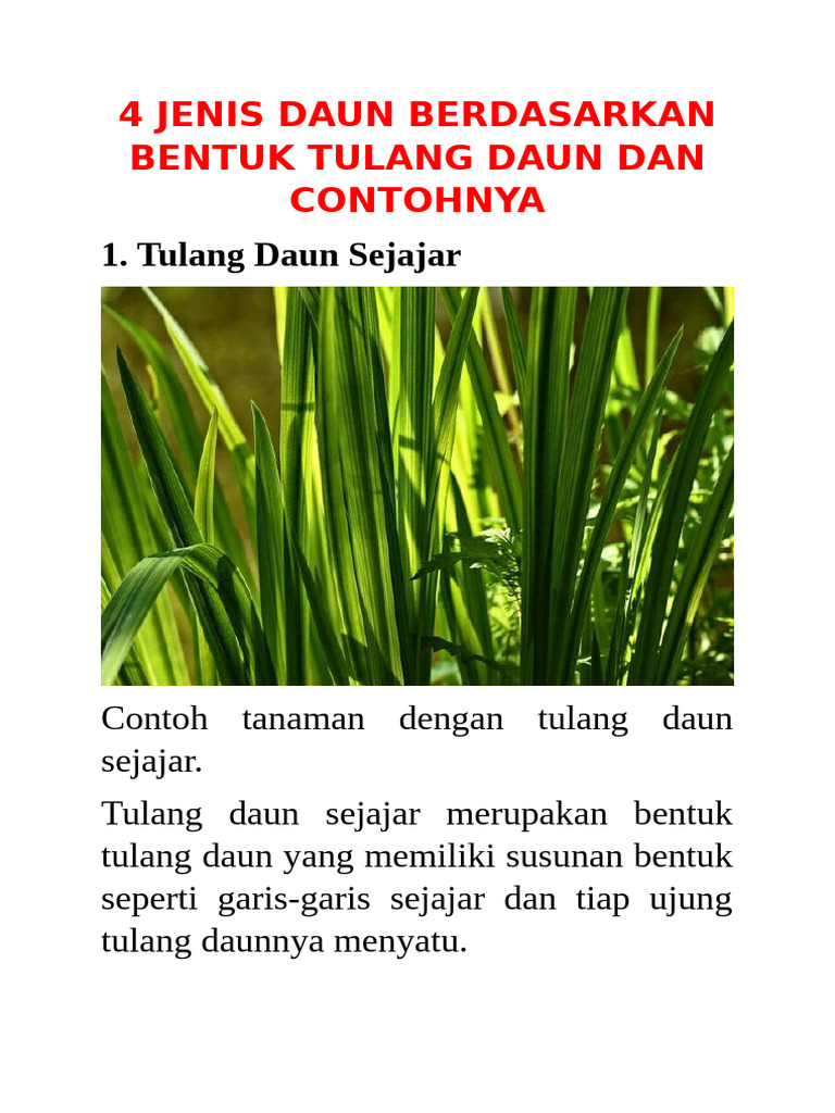 4 Jenis Daun Berdasarkan Bentuk Tulang Daun Dan Contohnya | PDF