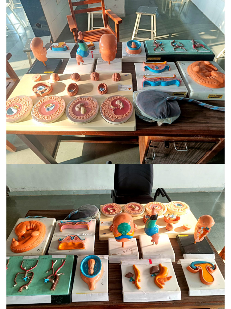 Embryology Models-1 | PDF