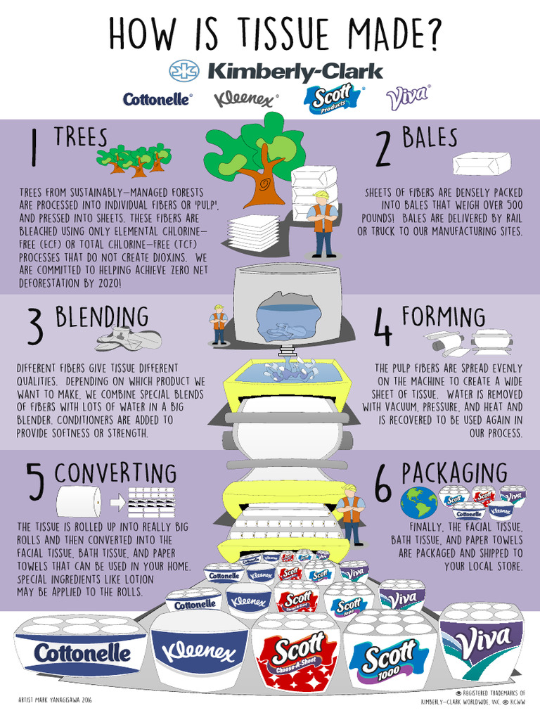 How Tissues are Made | PDF