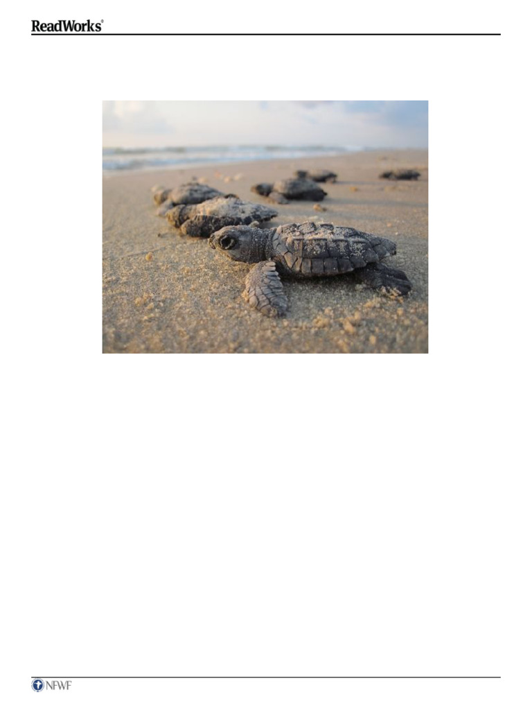 Keeping Turtles in The Dark | PDF