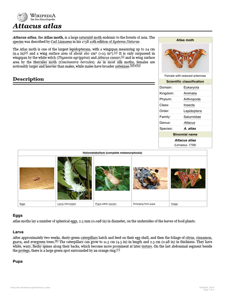 Attacus Atlas - Wikipedia | PDF