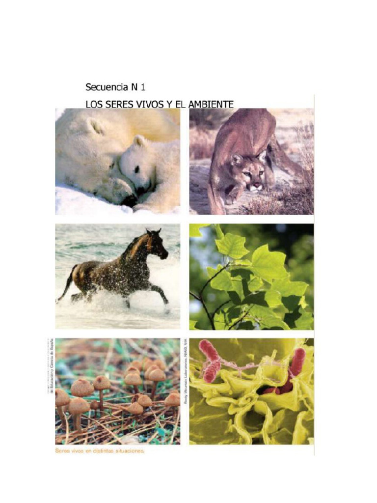 Secuencia N 1 - LOS SERES VIVOS Y EL AMBIENTE | PDF