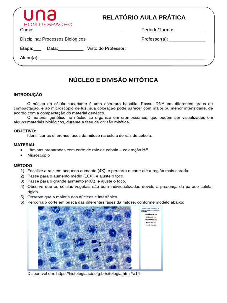 Roteiro Aula Prática Mitose | PDF