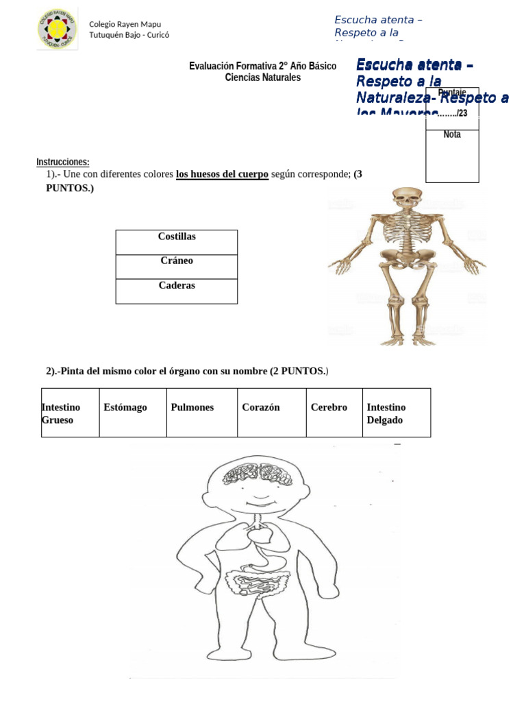 Evaluación Organos Del Cuerpo 2° Basico | PDF