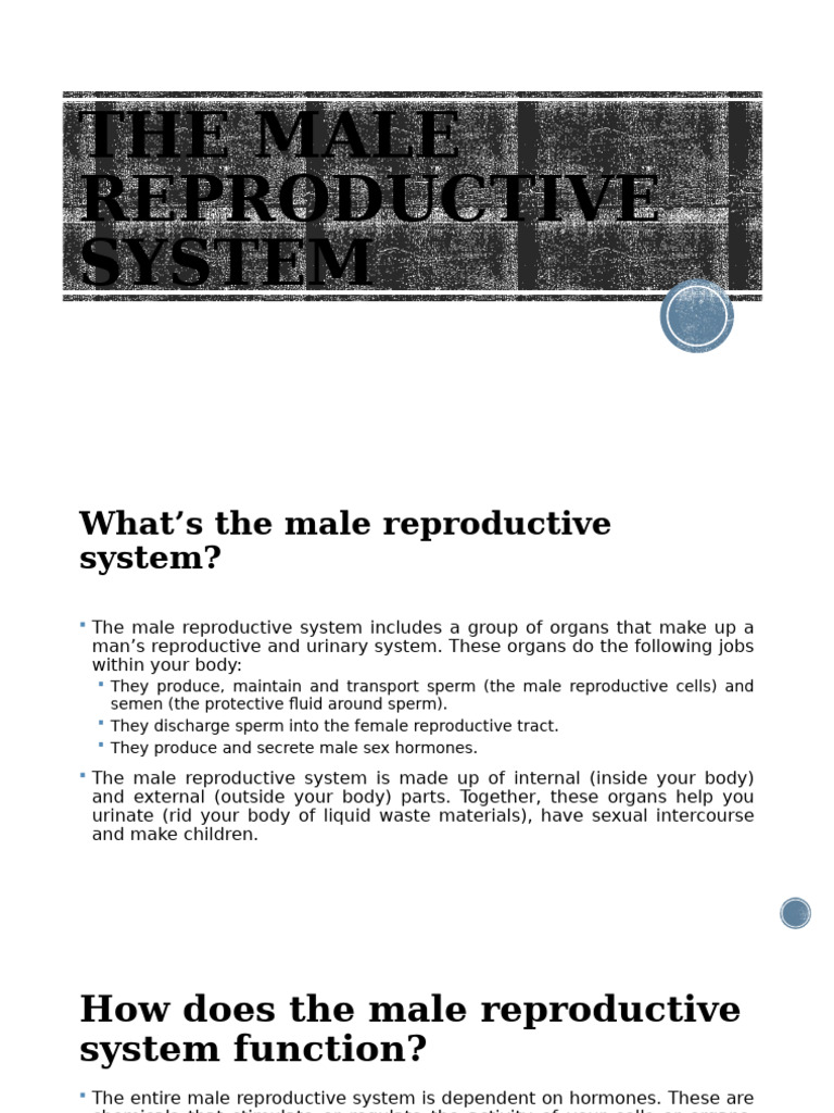 The Male Reproductive System | PDF