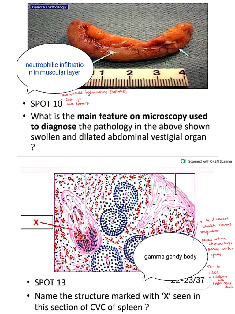 Patho Spotterss | PDF