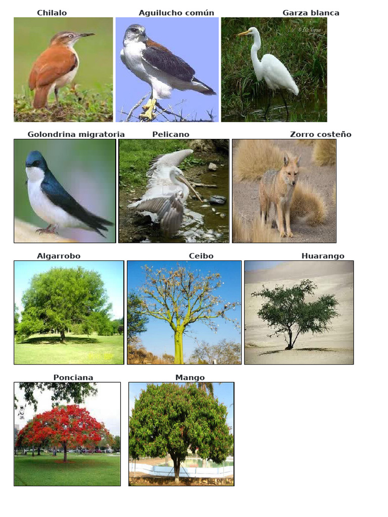 Flora y Fauna Peruana | PDF