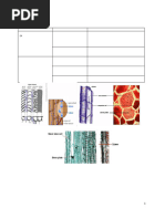 Draw and Label Diagrams That Show Longitudinal Sections of Xylem and ...