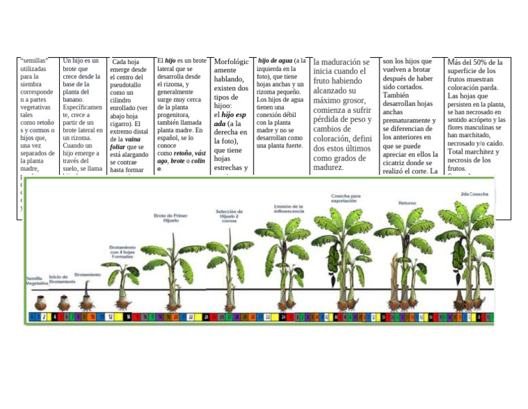 Etapas del ciclo de vida del banano | PDF | Hoja | Ciencia y matemáticas