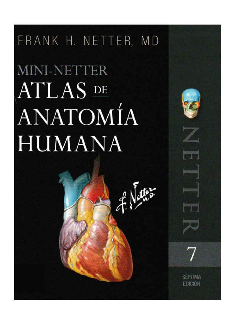 Netter 7ma Edición | PDF