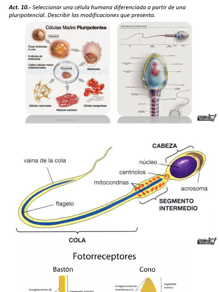 Otros Tipos Celulares | PDF