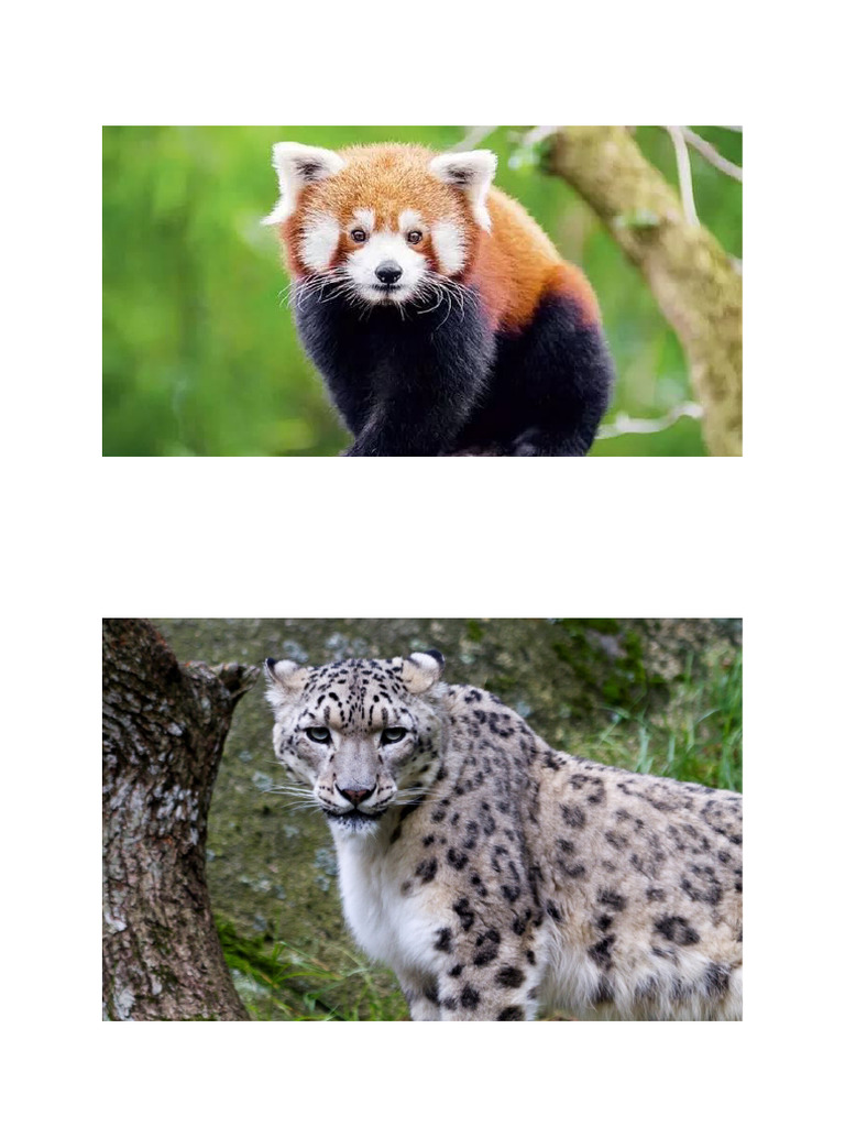 Red Panda and Snow Leopard | PDF