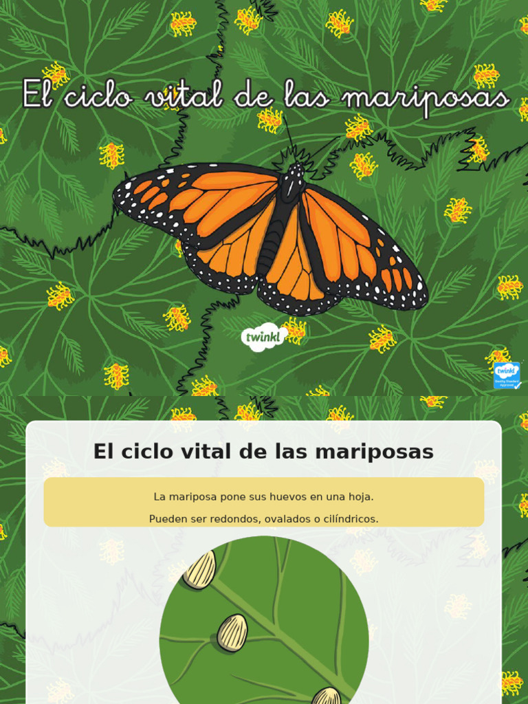 Presentación Ciclo Vital Mariposa | PDF