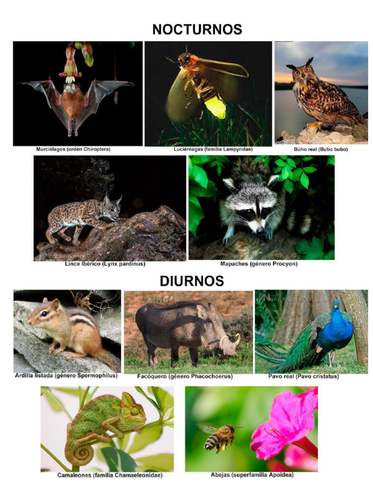 Animales Diurno y Nocturnos | PDF