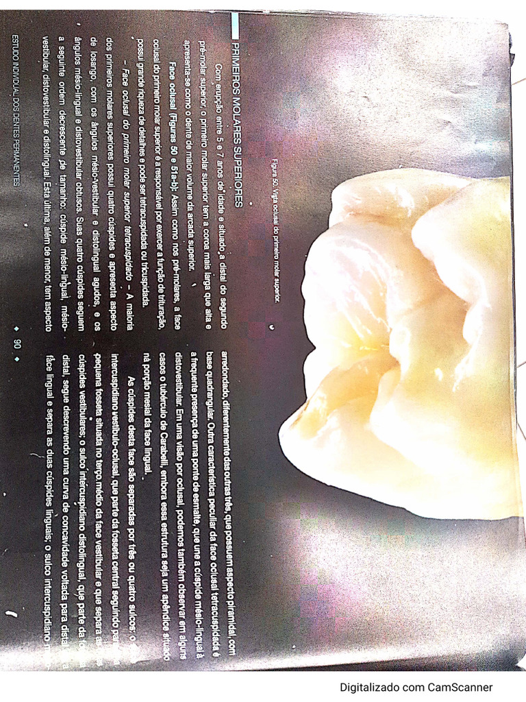 Molar Es | PDF