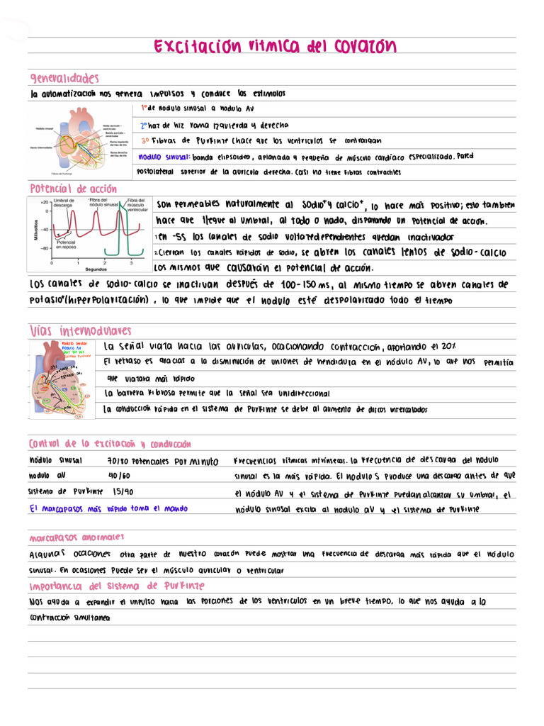 CORAZÓN, Exitación | PDF