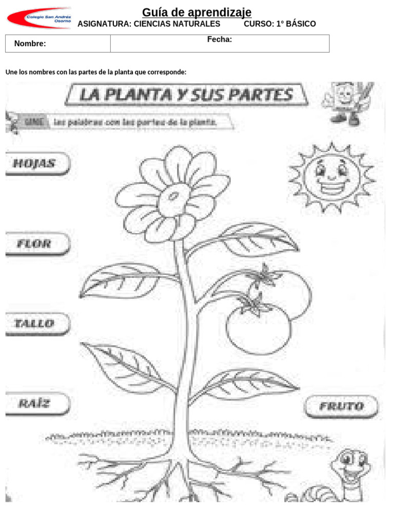 Guía PARTES DE LA PLANTA para Imprimir | PDF