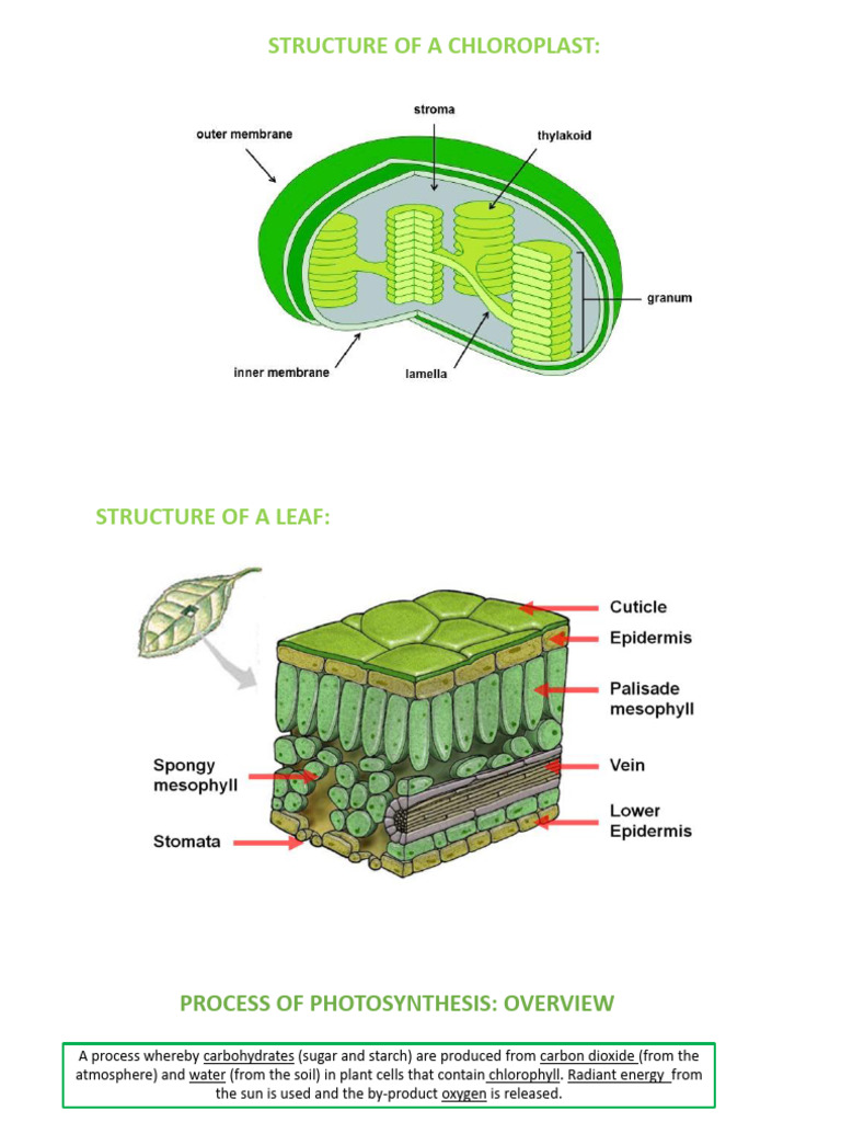 Photosynthesis PP Printable | PDF | Photosynthesis | Carbon Dioxide