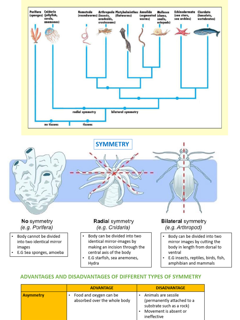 Biodiversity of Animals PP Printable | PDF