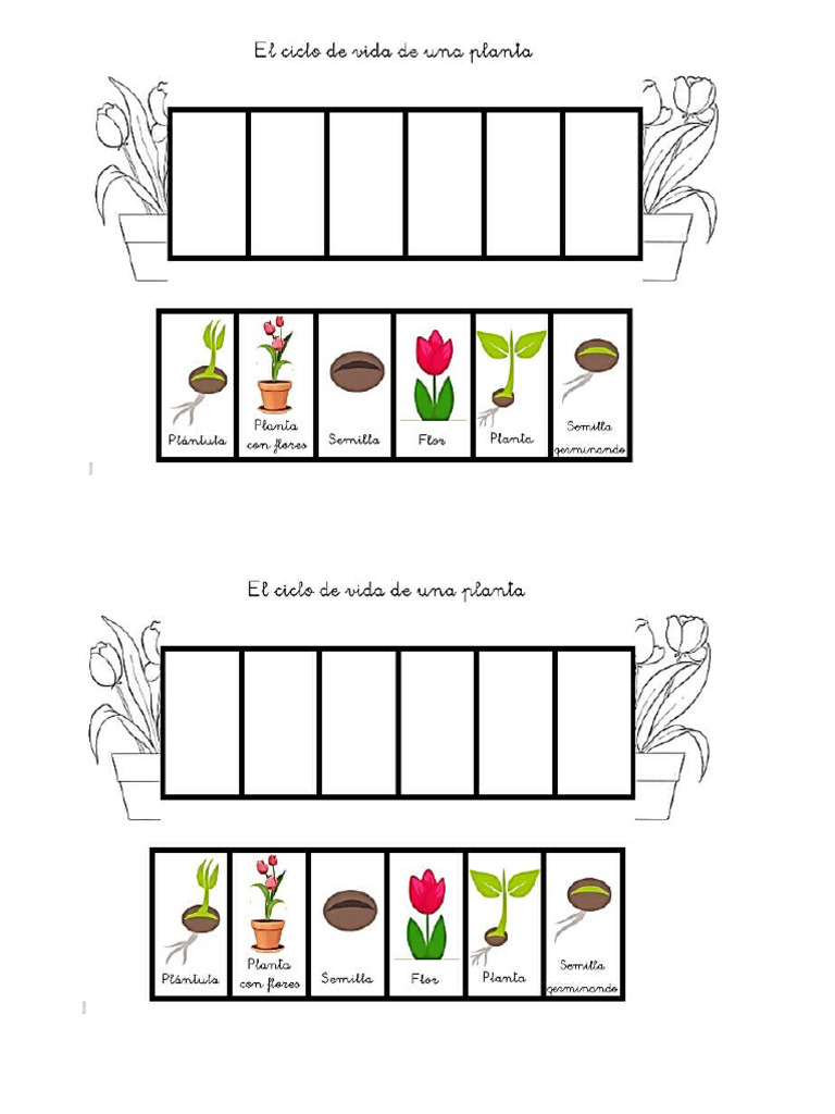 Ciclo de Vida Planta | PDF