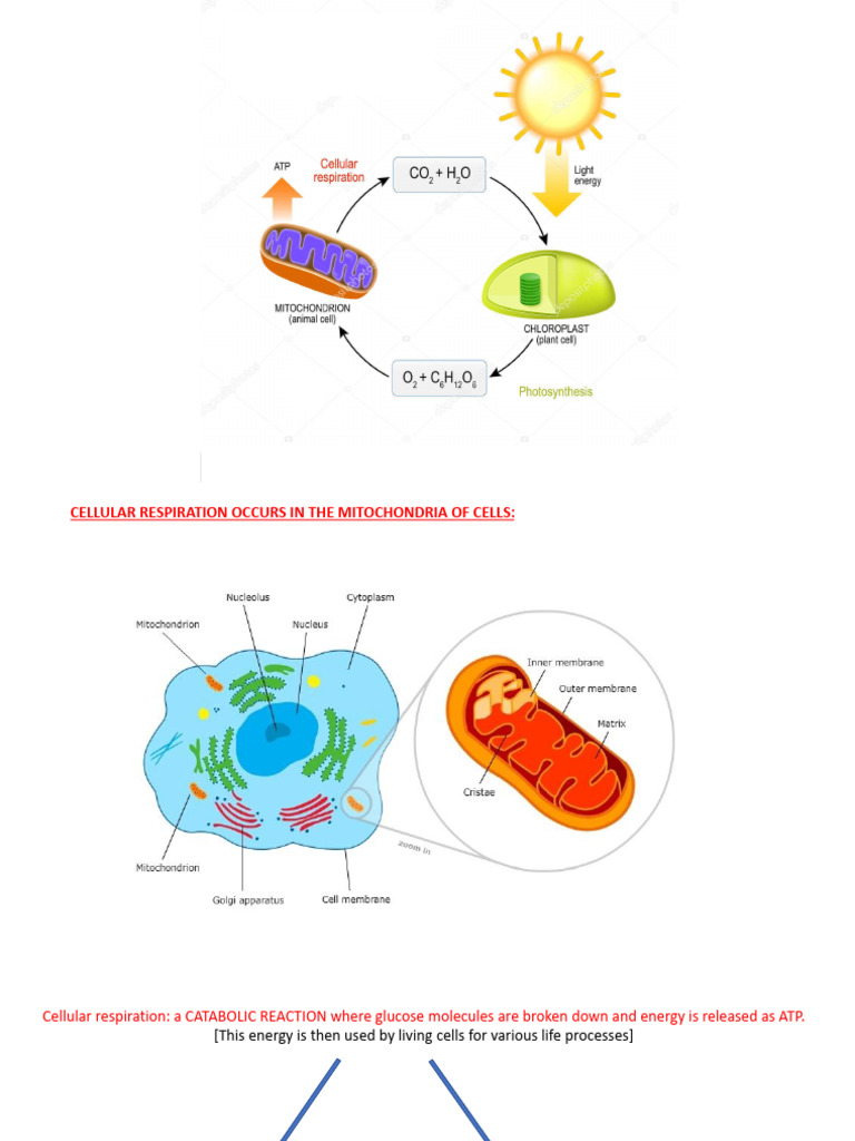 Cellular Respiration PP Printable | PDF