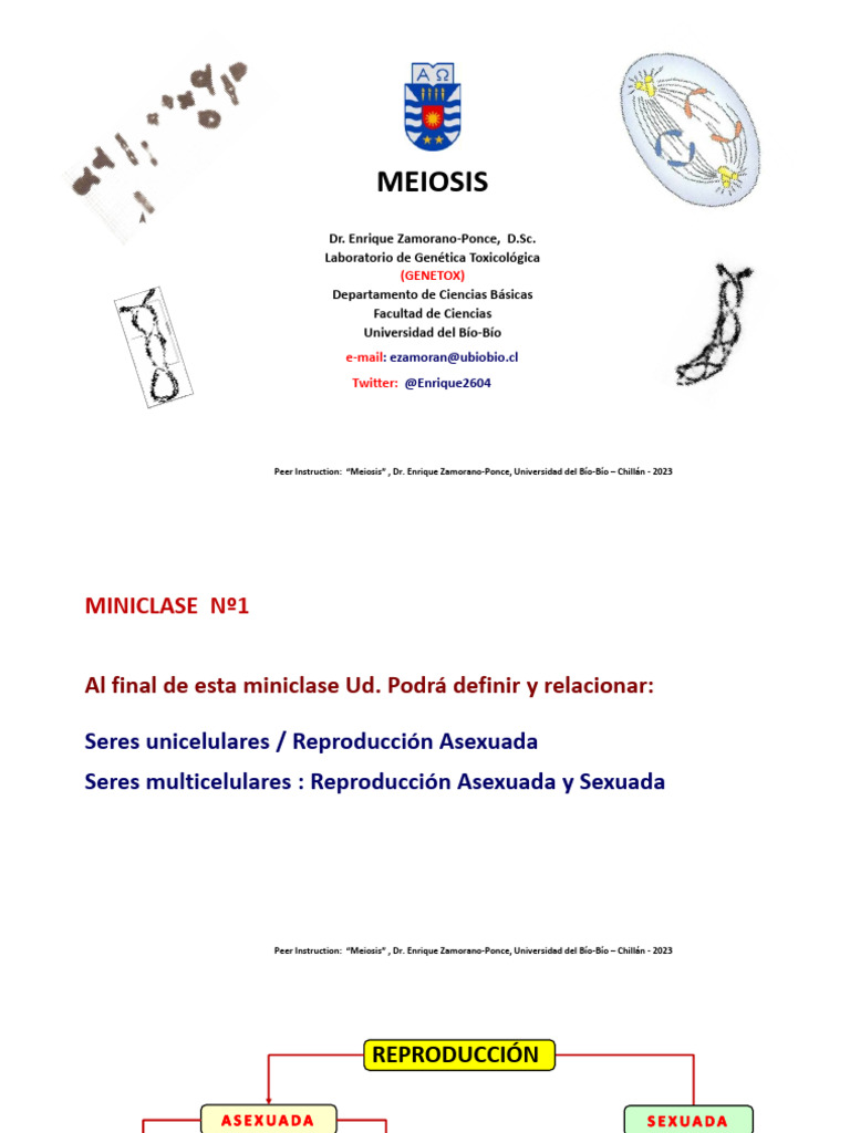 Peer Instruction - Meiosis - 2023 | PDF