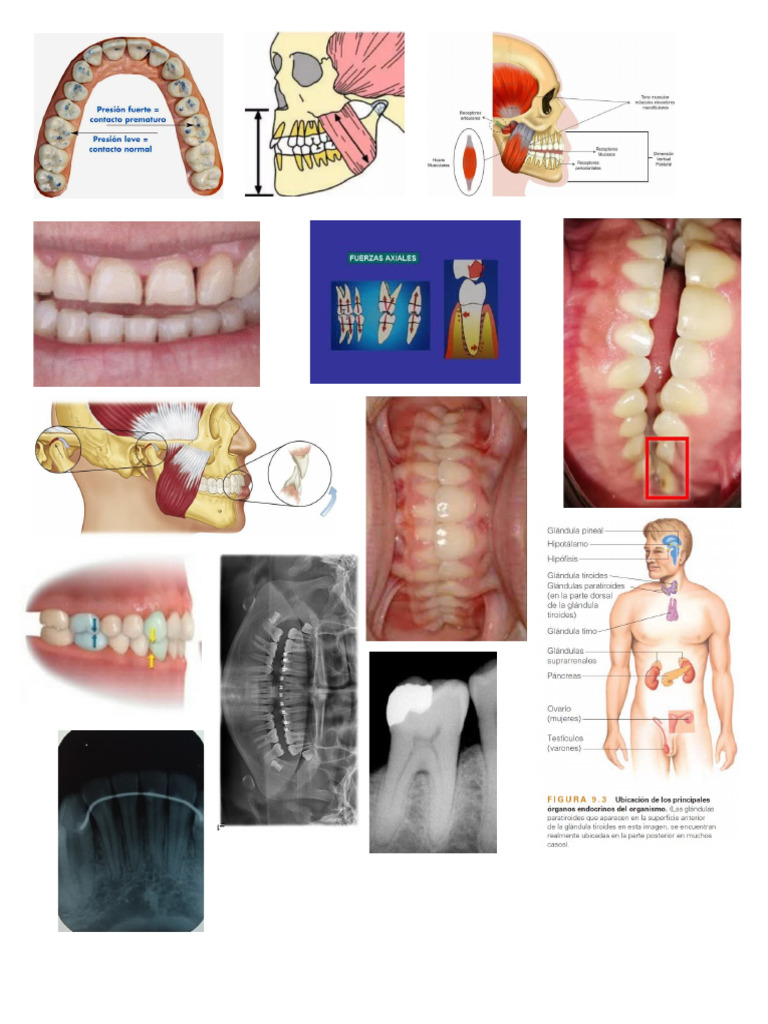 Imágenes Anato | PDF