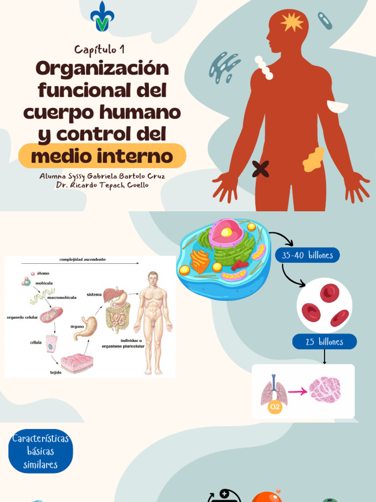 Organización Funcional Del Cuerpo Humano y Control Del Medio Interno | PDF