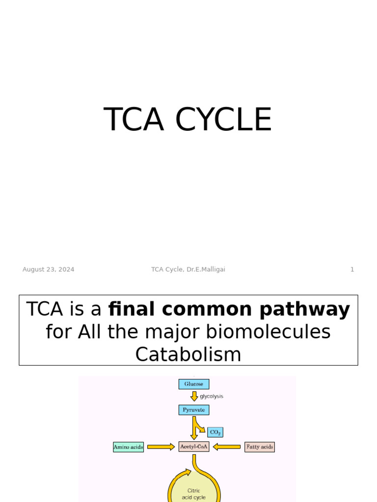 483 Tca Cycle | PDF