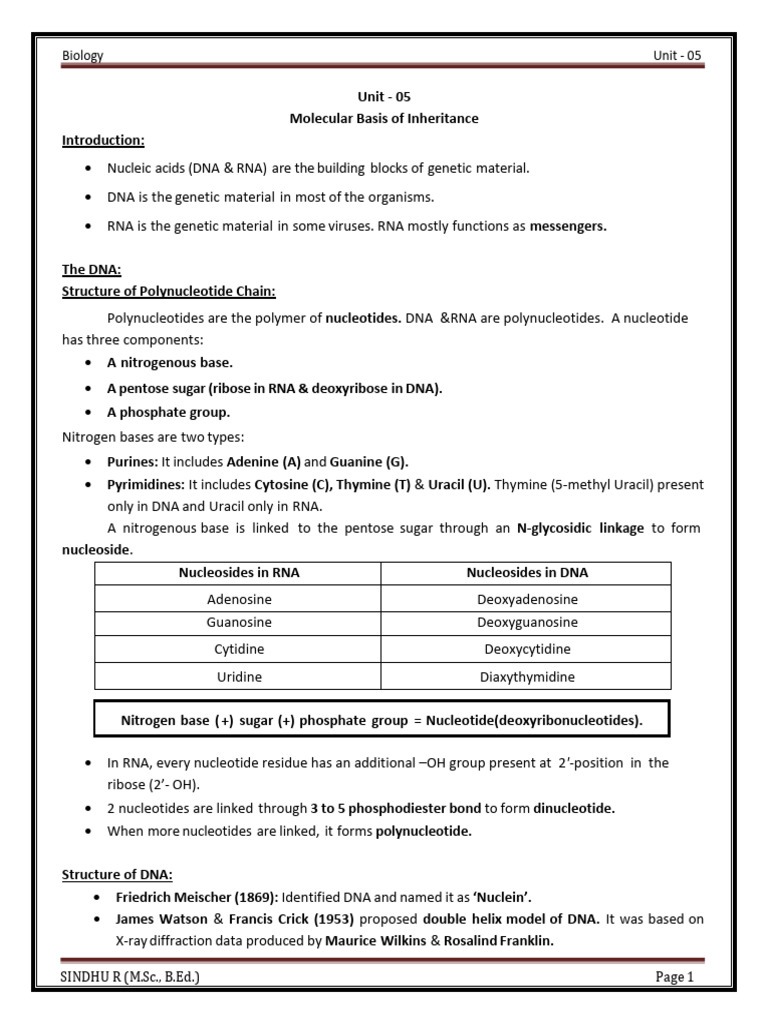 Unit 05 - Molecular Basis of Inheritance | PDF