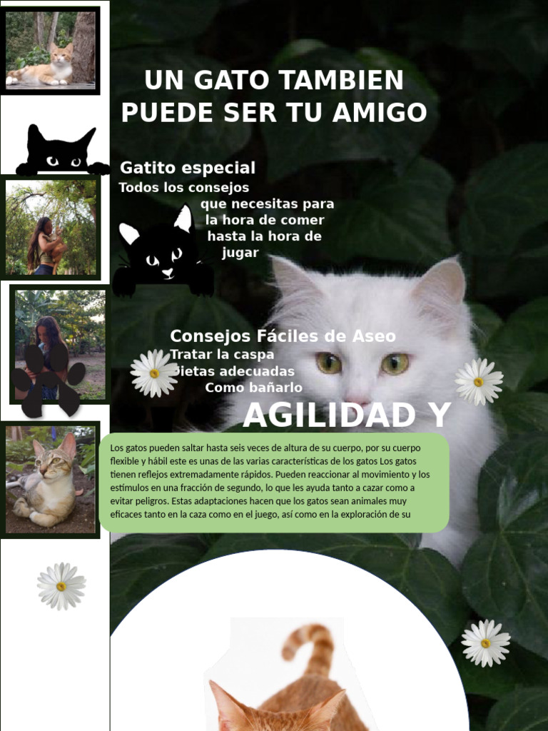 Proyecto Final - Cinthia Luna - T6 2441067 | PDF
