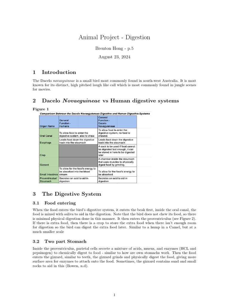 Example Project | PDF | Digestion | Digestive System