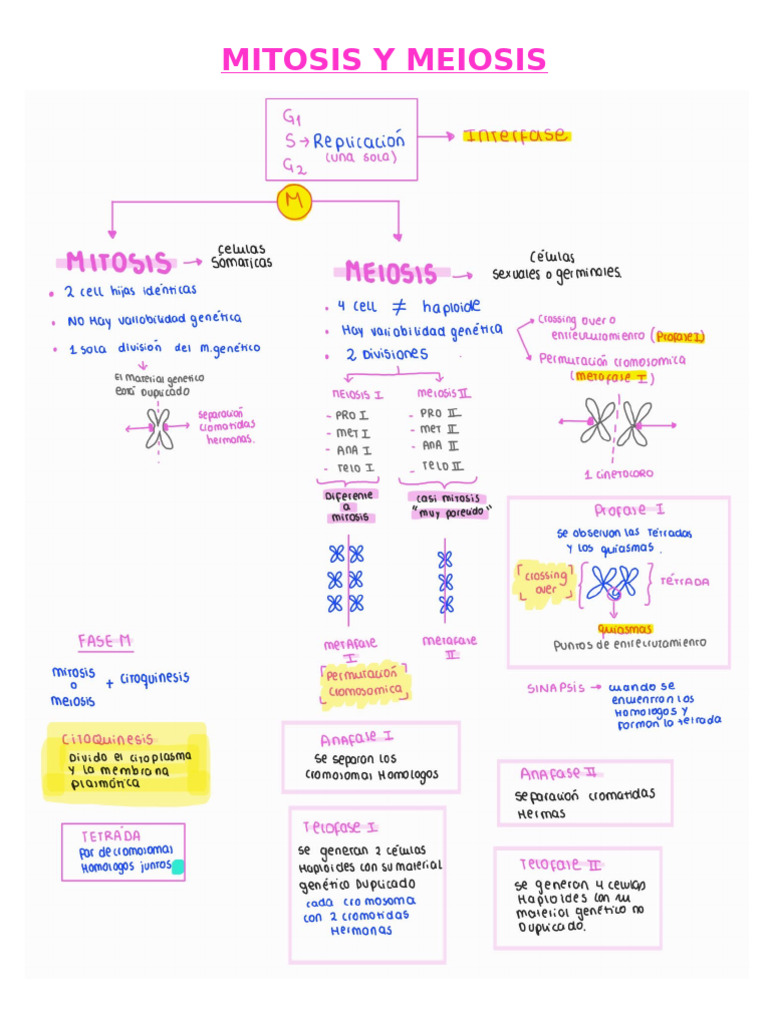 Resumen - Mitosis y Meiosis | PDF