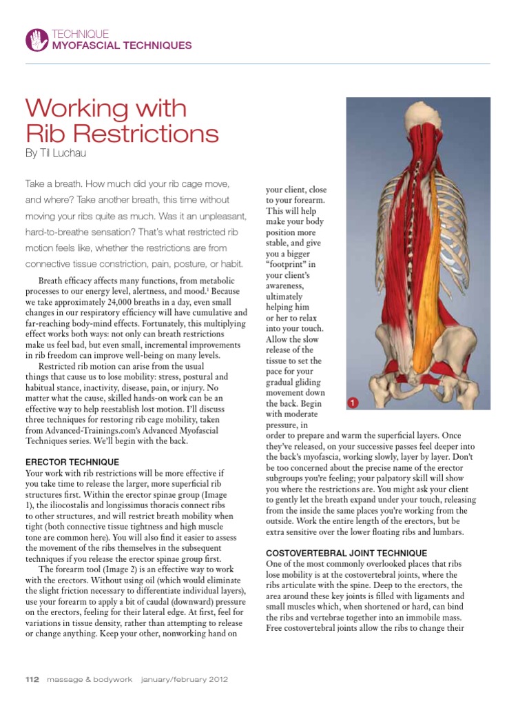 Myofascial Techniques for Rib Mobility | PDF | Thorax | Anatomical ...