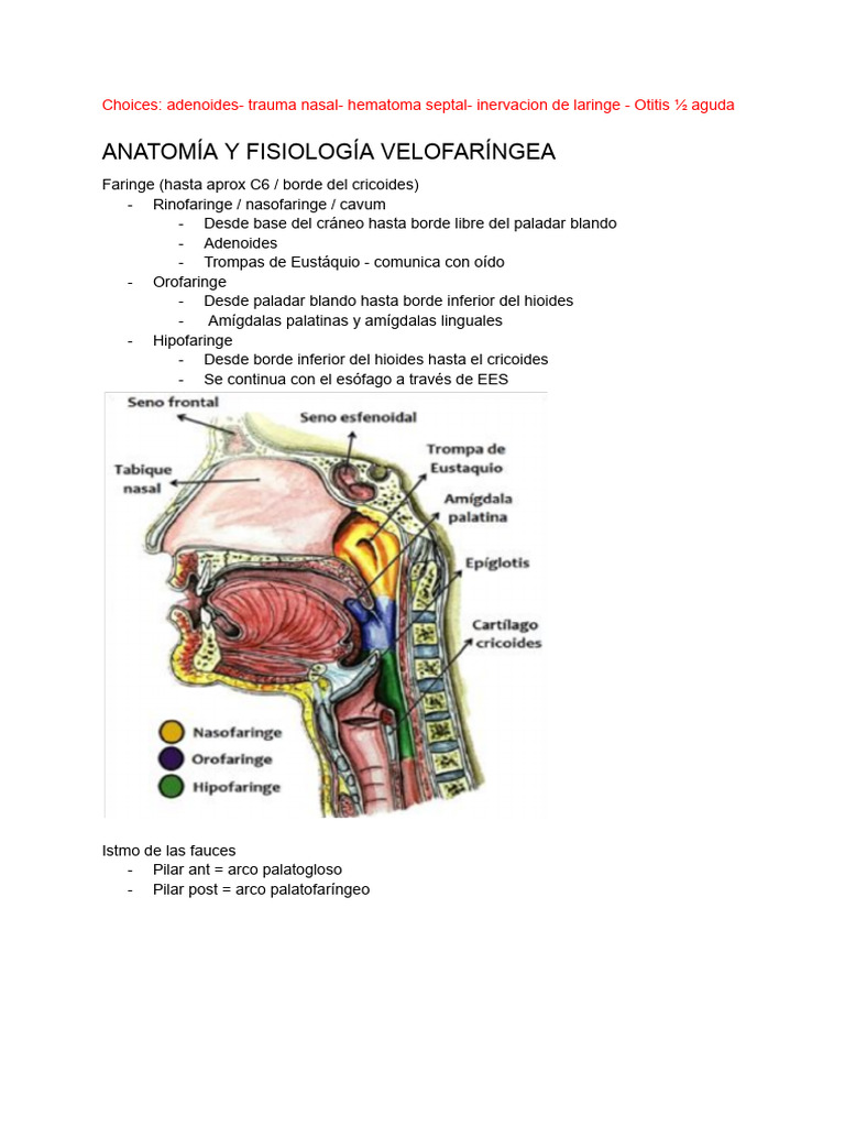 Anatomía Y Fisiología Velofaríngea | PDF