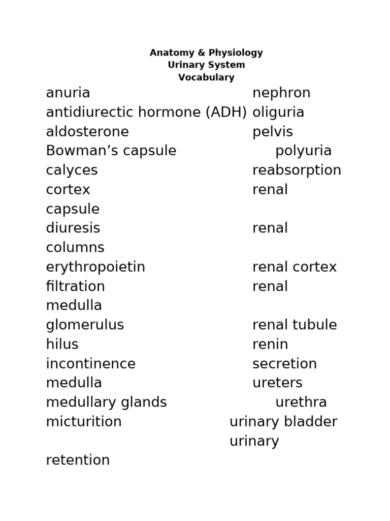 A&P Urinary System Vocabulary List | PDF