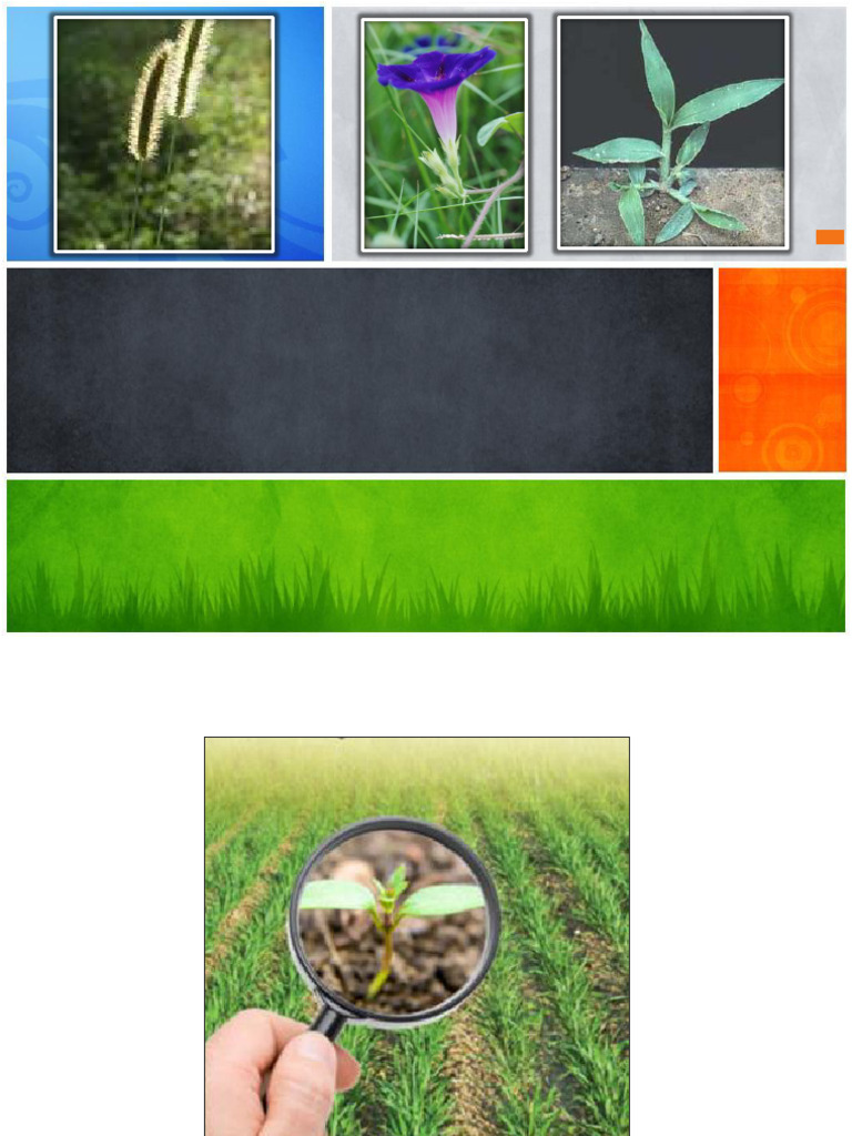 Sistematica Monocotiledoneas | PDF