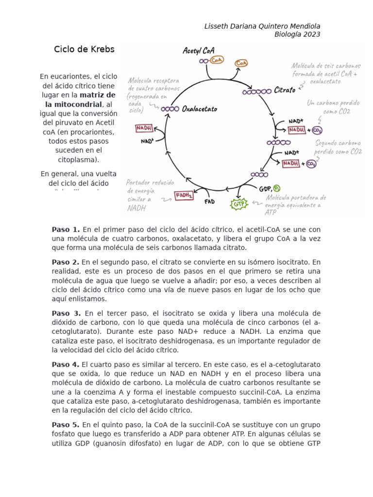Ciclo de Krebs | PDF