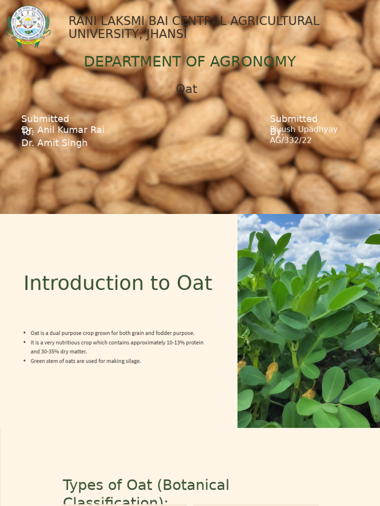Groundnut: Package of Practices | PDF
