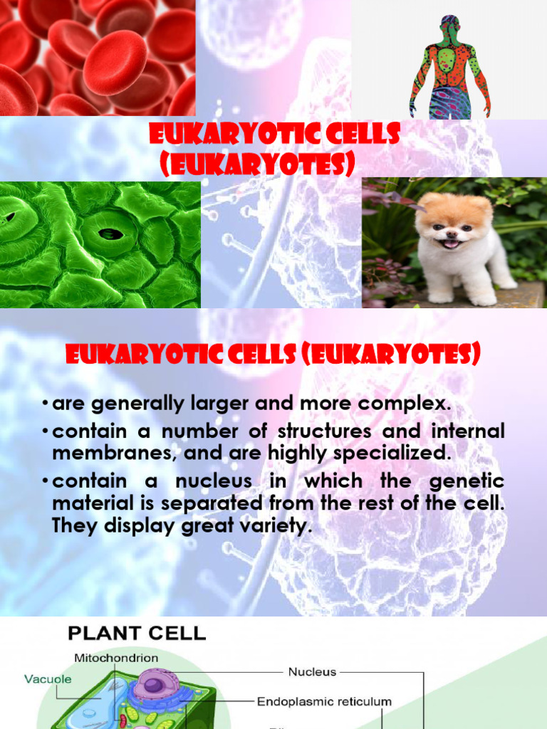 Eukaryotic Cell-Plant and Animal | PDF