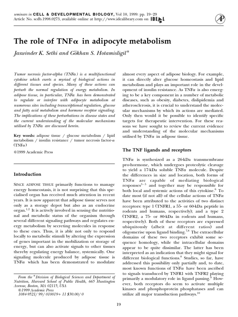 TNFa's Impact on Adipocyte Metabolism | PDF | Leptin | Adipose Tissue