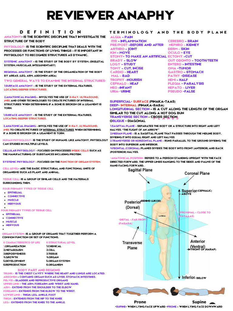 Anaphy Reviewer (Ally) | PDF
