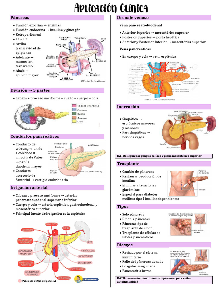 Páncreas | PDF