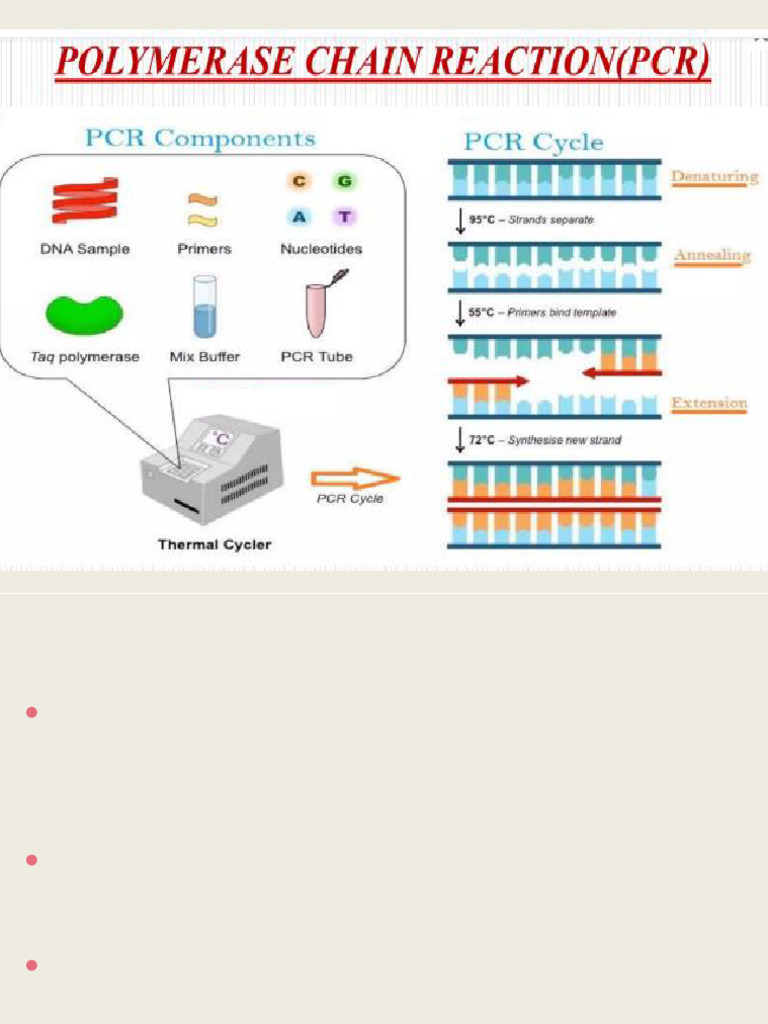 PCR | PDF