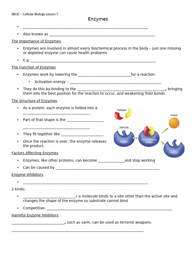 7a) Enzymes Note | PDF