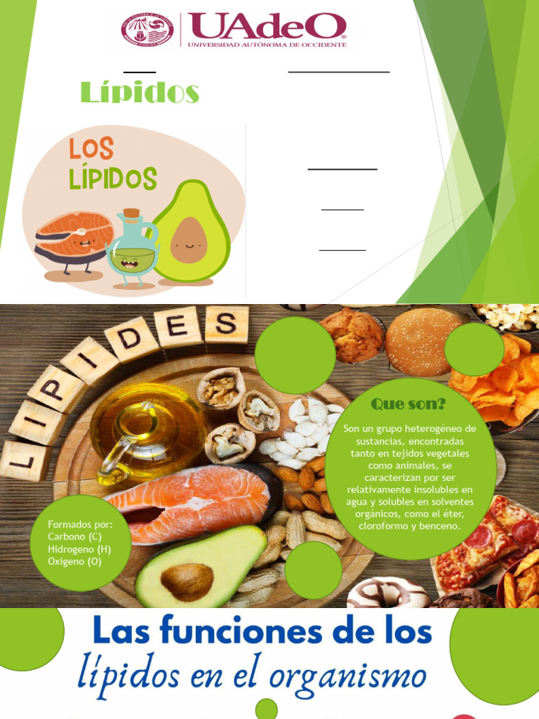Lipidos | PDF