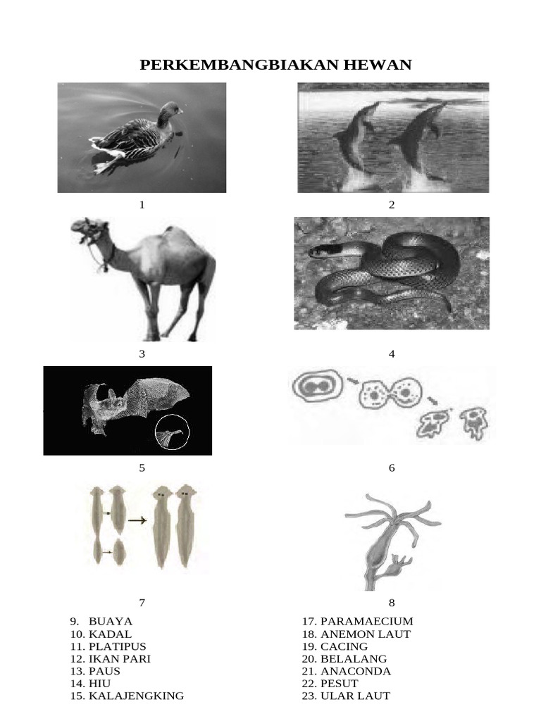 Perkembangbiakan Hewan | PDF