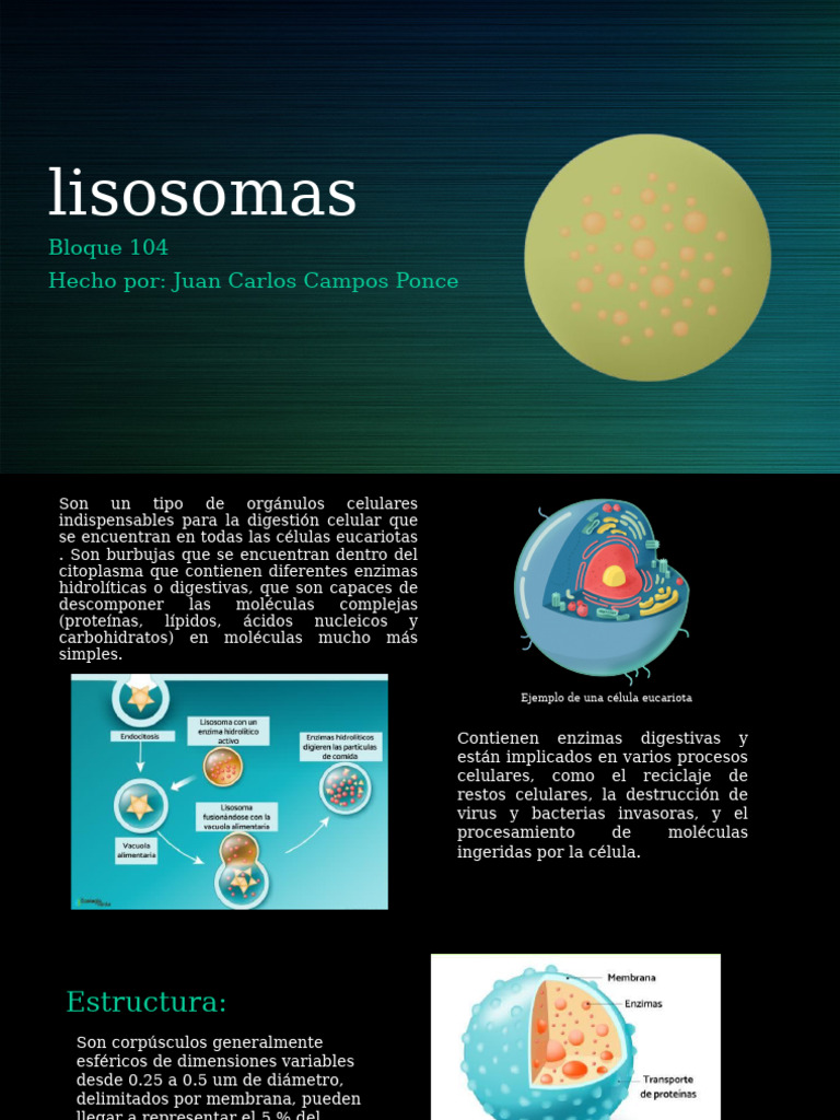 Lisosomas | PDF