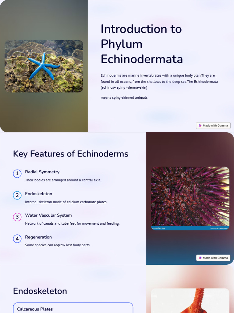 Introduction To Phylum Echinodermata | PDF